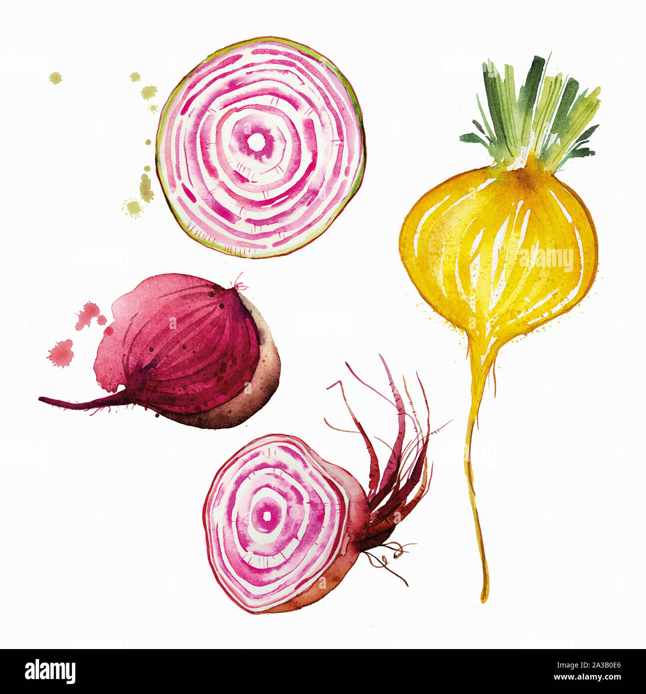 Watercolour painting of different beetroot Stock Photo - Alamy