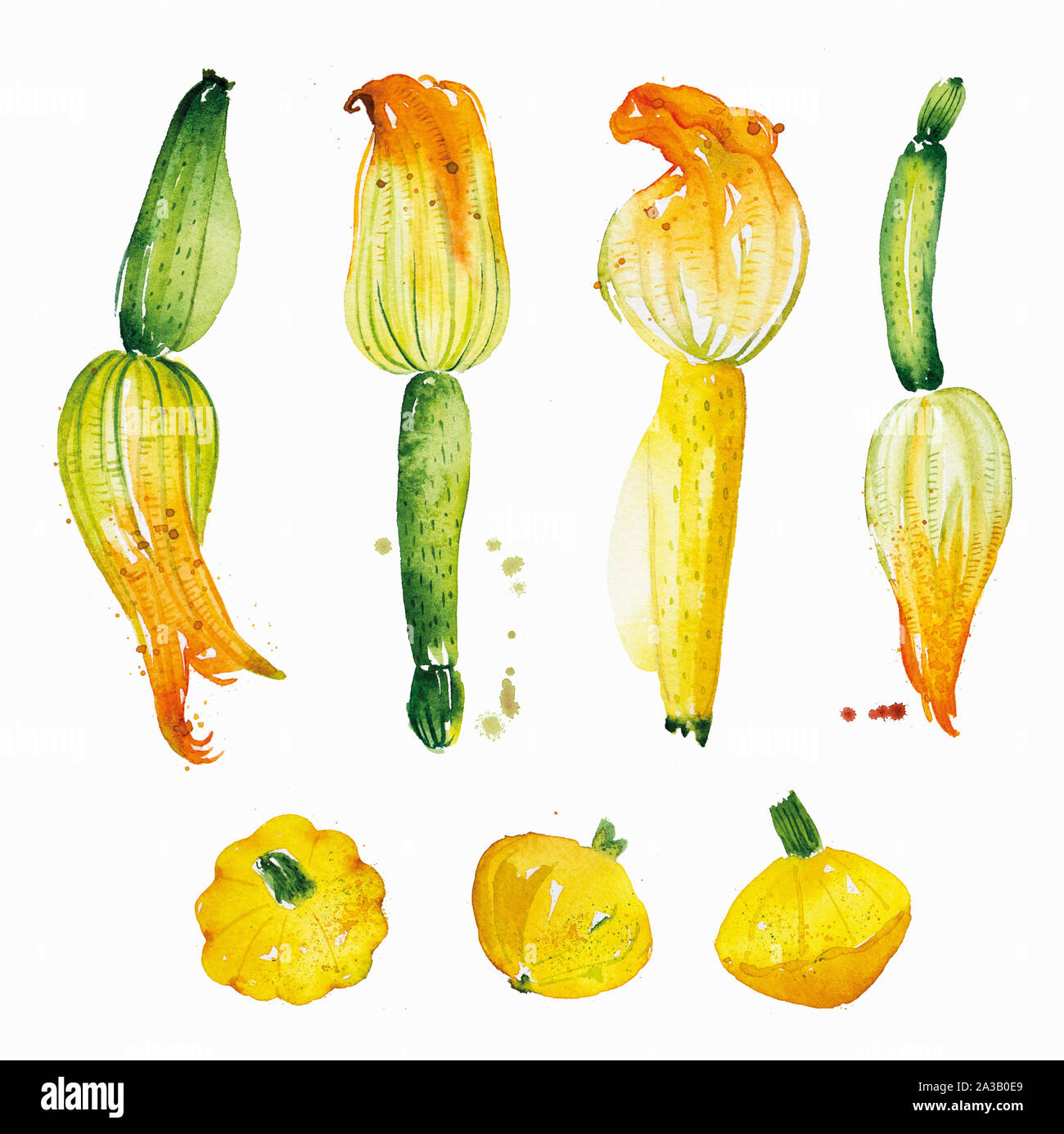 Watercolour painting of courgettes and patty pan squash Stock Photo - Alamy