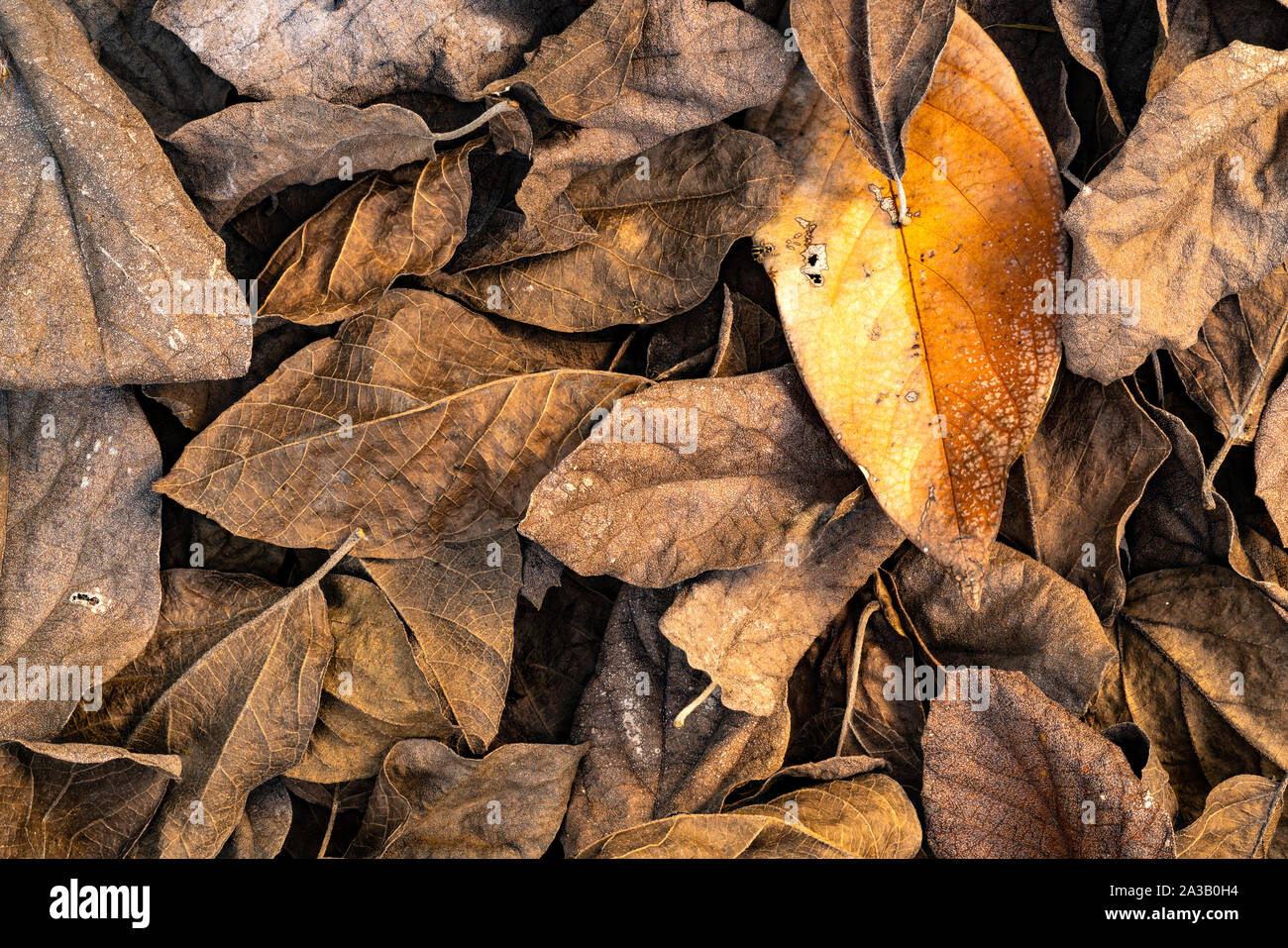 Pile of dry mango leaves fallen on the ground in rainy season Stock ...