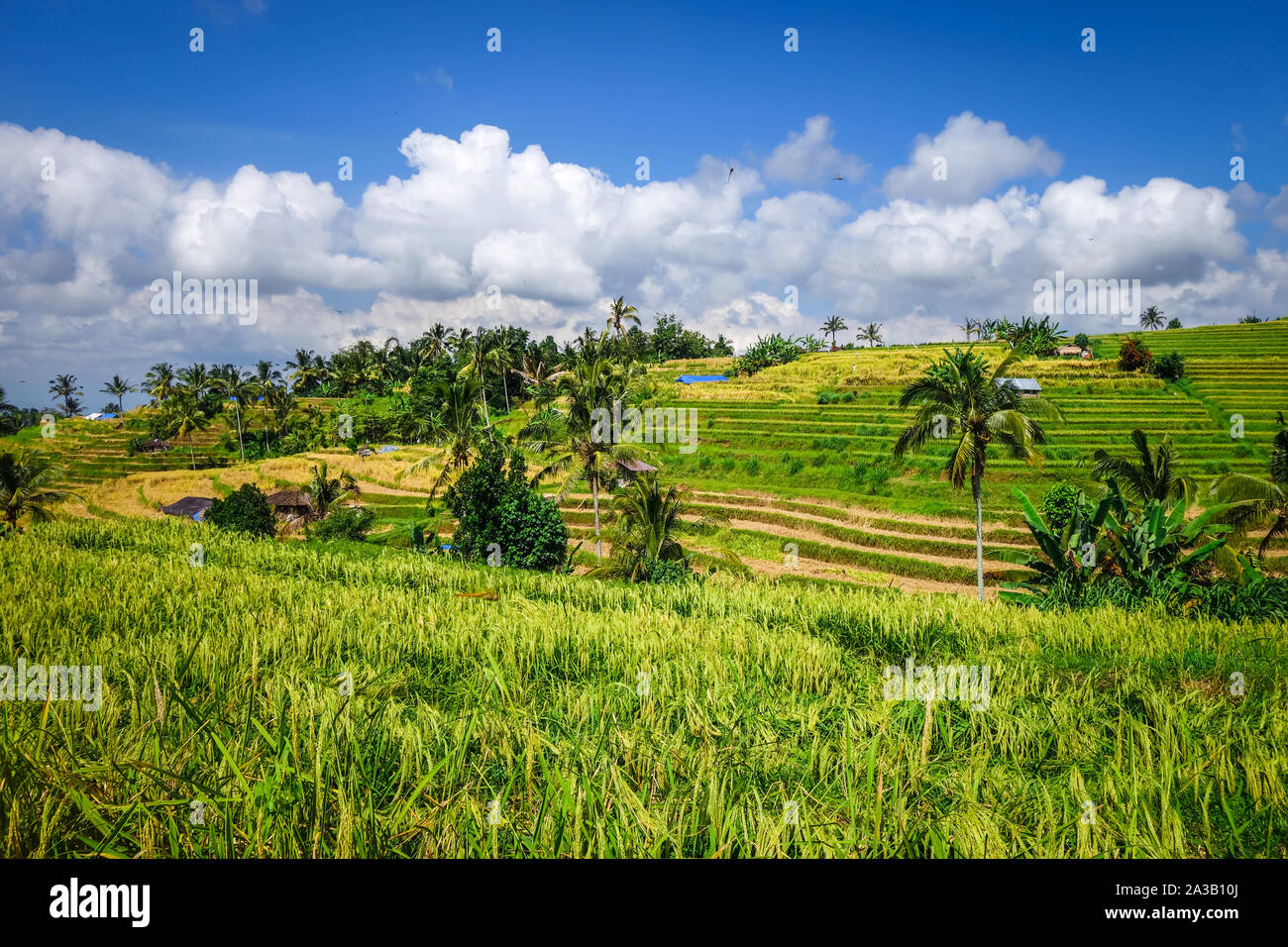 Jatiluwih paddy field rice terraces in Bali, Indonesia Stock Photo - Alamy