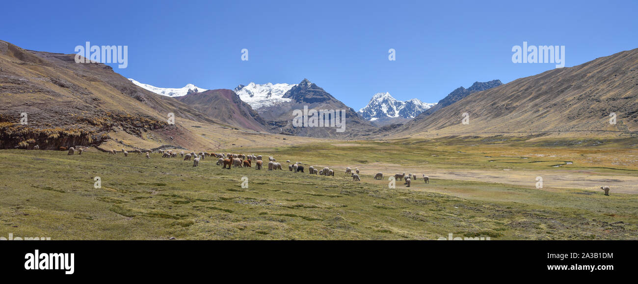 A pack of Alpacas and Llamas graze agains the backdrop of Mt Ausangate ...