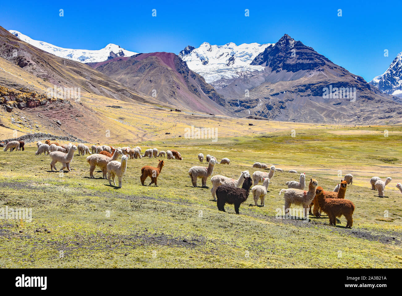 A pack of Alpacas and Llamas graze agains the backdrop of Mt Ausangate ...