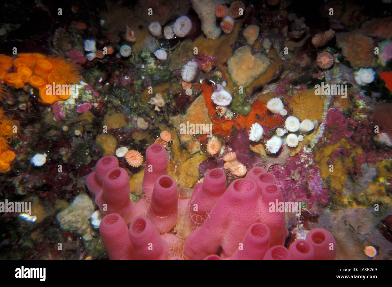 Mediterranean sea sponges roberto nistri horizontal underwater hi-res ...