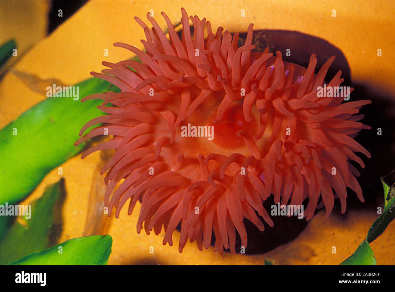 Beadlet sea anemone hi-res stock photography and images - Alamy