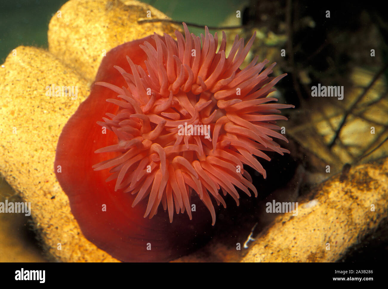 Celenterate hi-res stock photography and images - Alamy