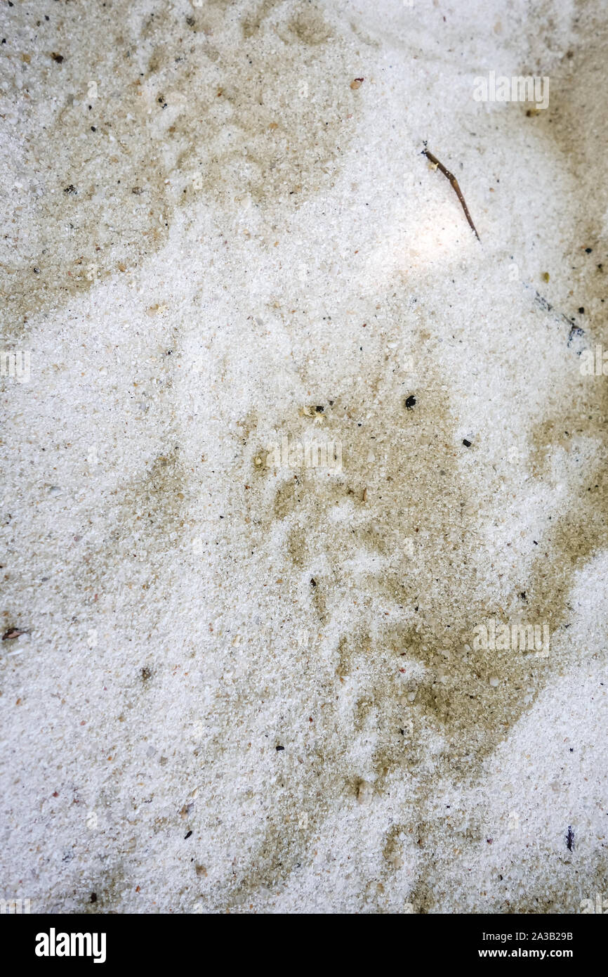Turtle baby footprints on a tropical beach, Perhentian Islands ...