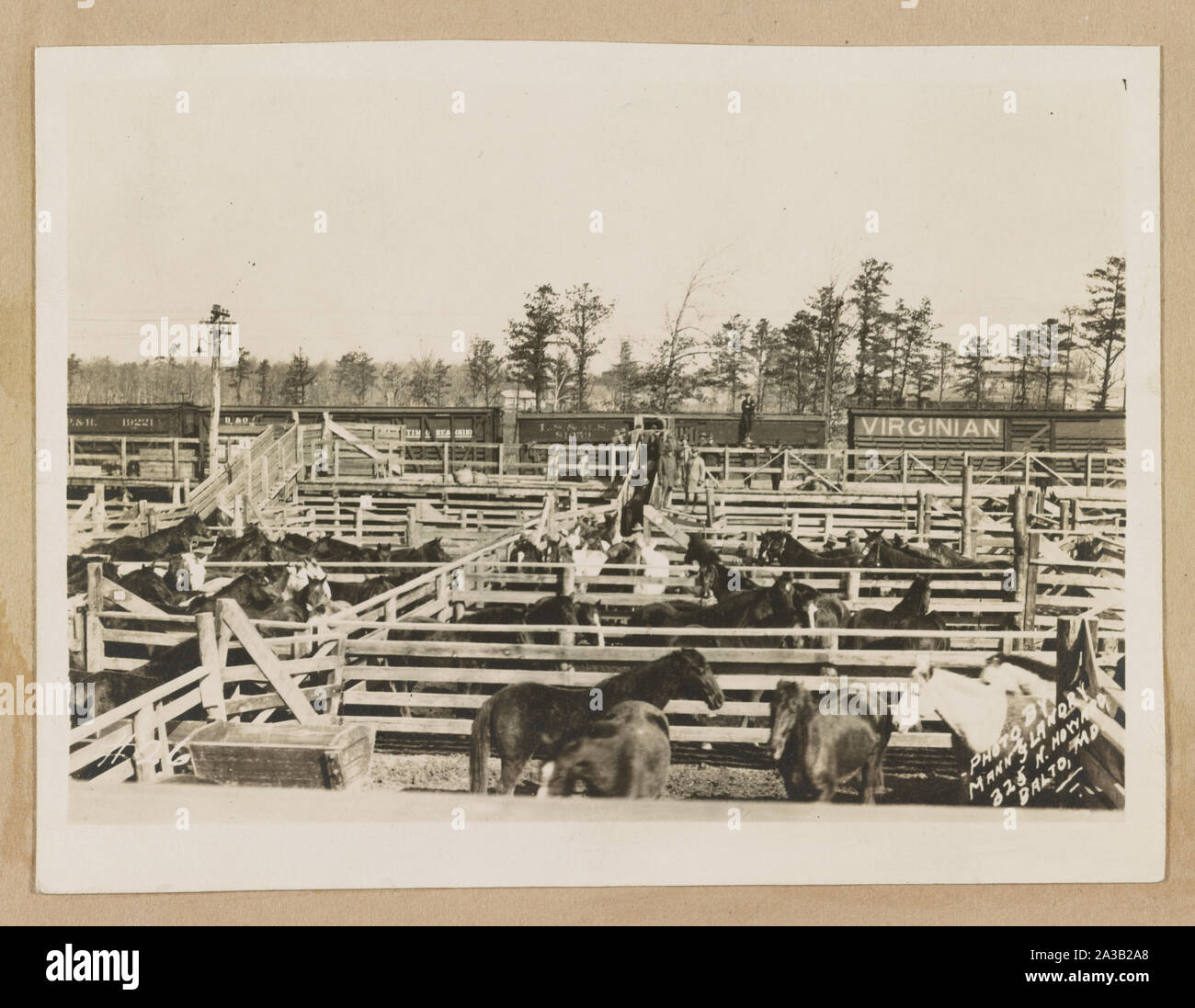 1950s cattle industry hi-res stock photography and images - Alamy
