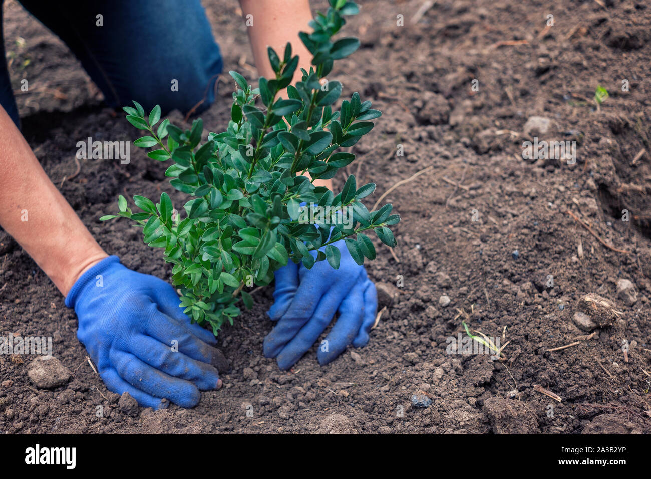 Gardener planting a shrub in a garden in freshly dug soil in a close up ...