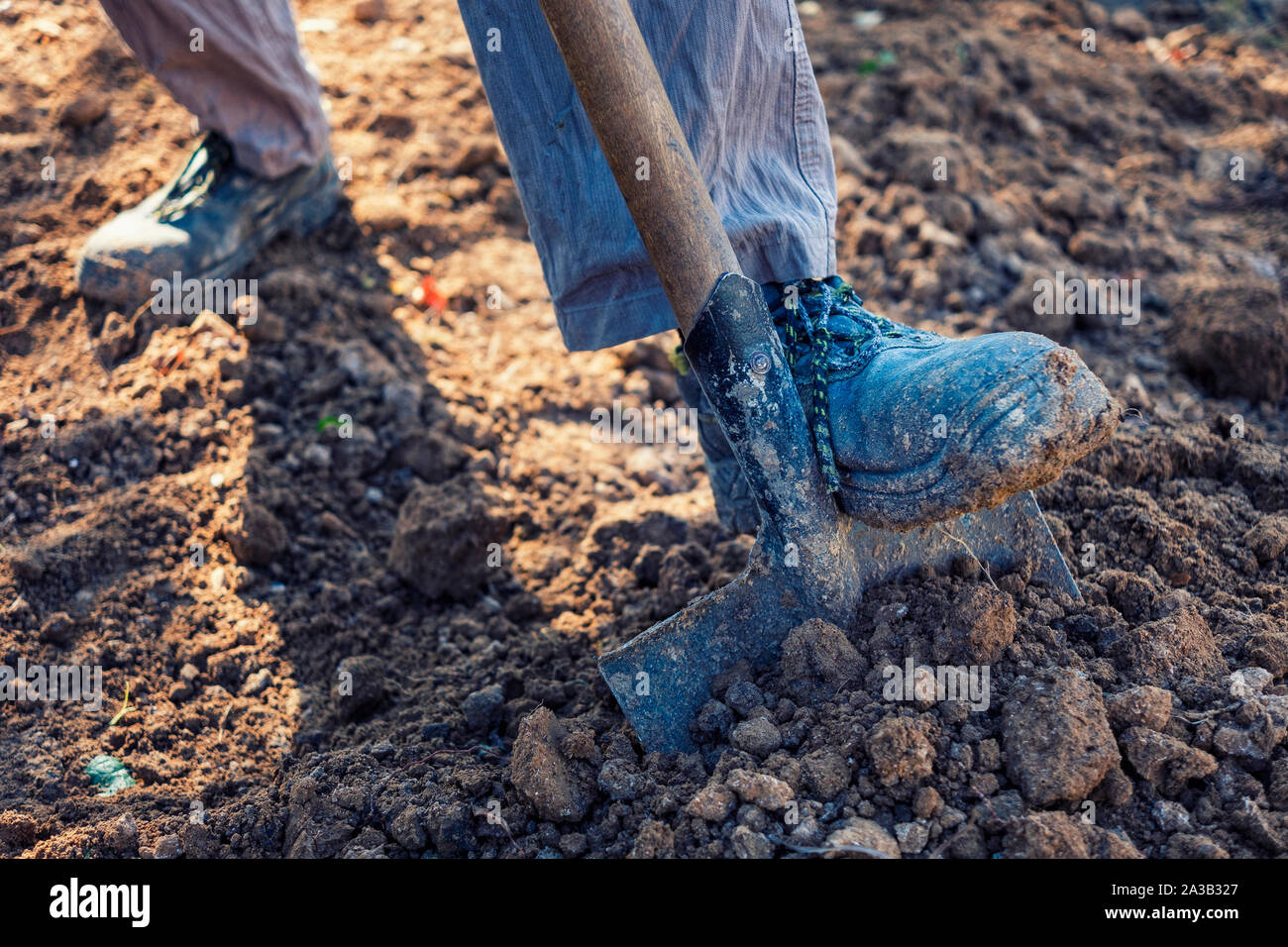 Man digging over loosening soil with a spade in a low angle view of his ...
