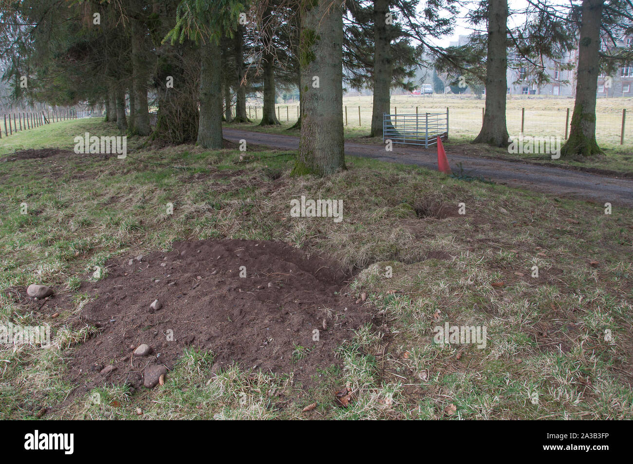 Badger damage uk hi-res stock photography and images - Alamy