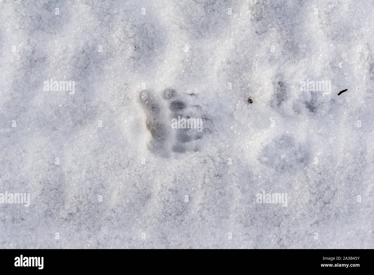 Badger tracks snow hi-res stock photography and images - Alamy