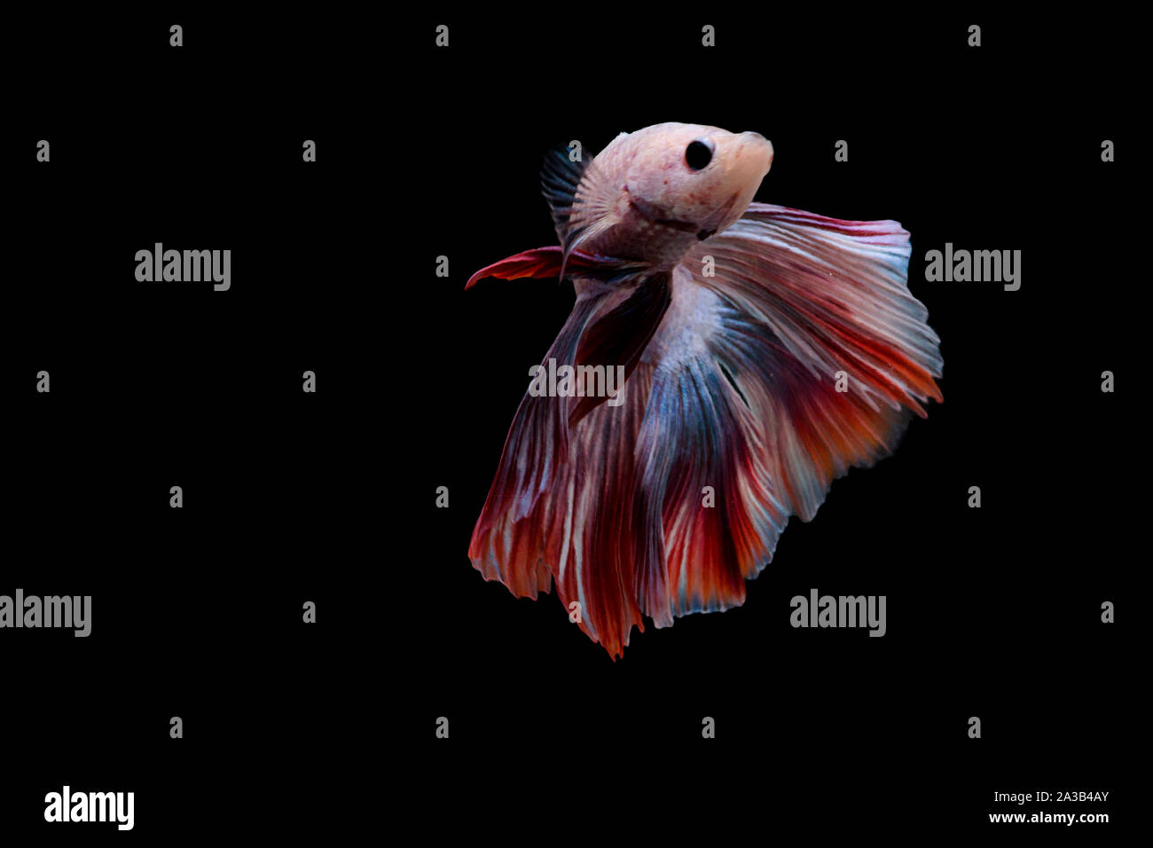 Beautiful Pink Betta Fish