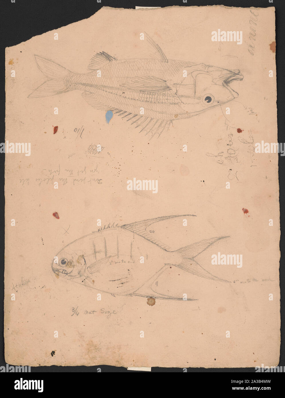 Side view of two fish with notations at to their size Stock Photo - Alamy