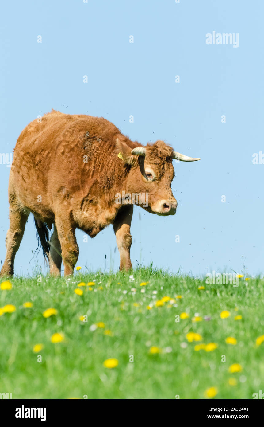 Bos taurus, Cattle on a pasture in the countryside in Germany Stock ...