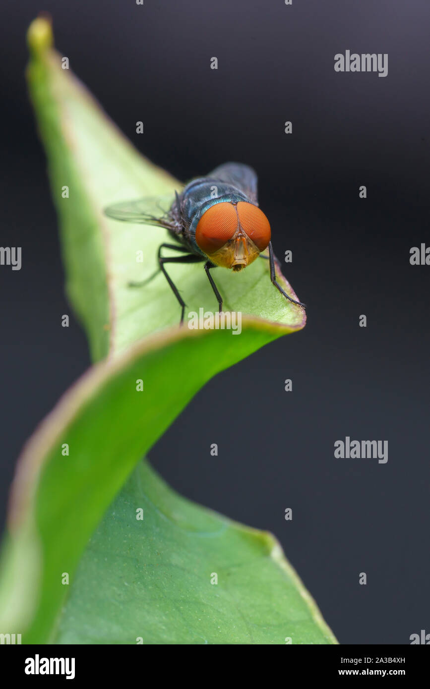 Insectphotography hi-res stock photography and images - Alamy
