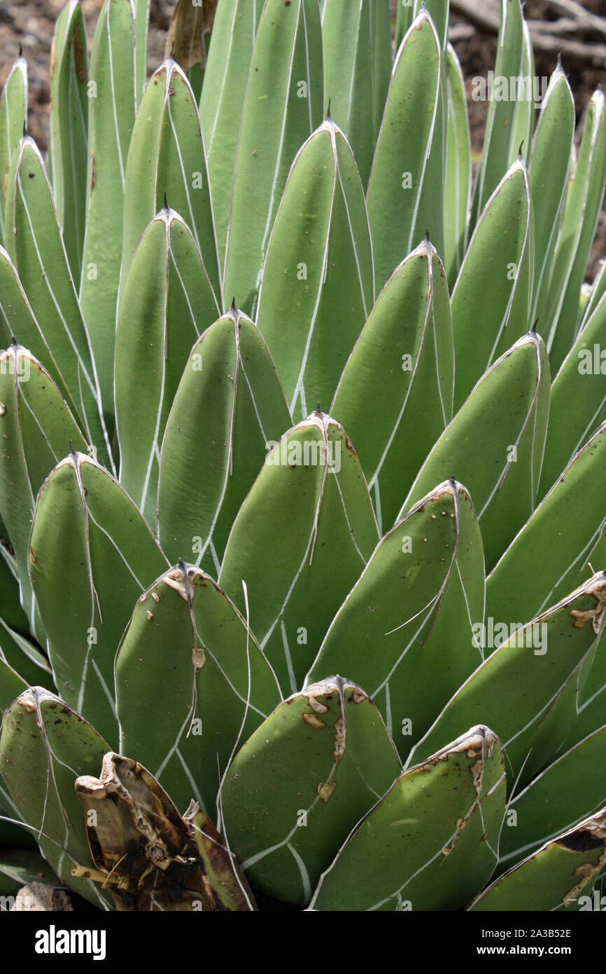 Agave victoria hi-res stock photography and images - Alamy
