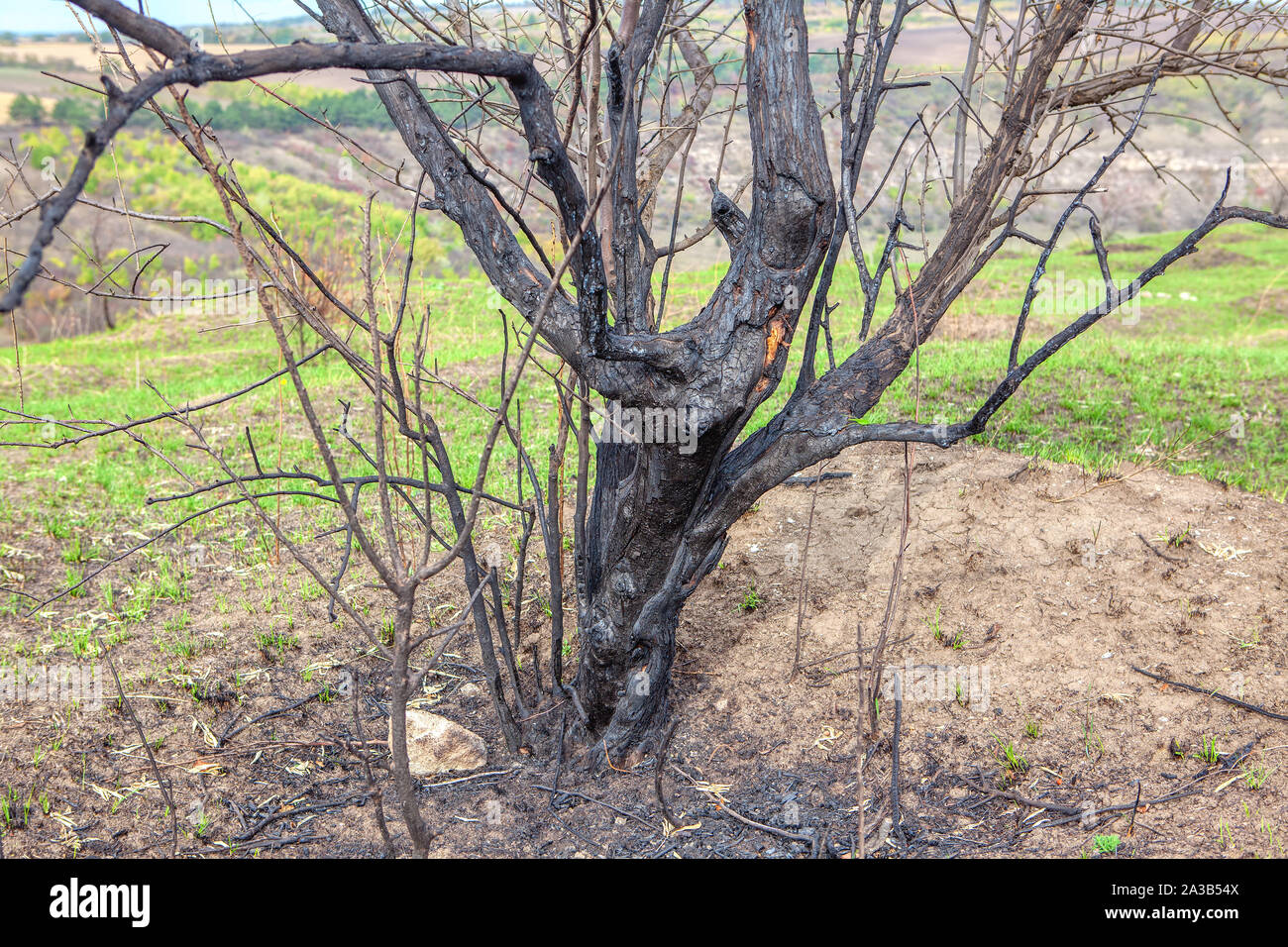 black burnt tree after fire in the forest Stock Photo - Alamy
