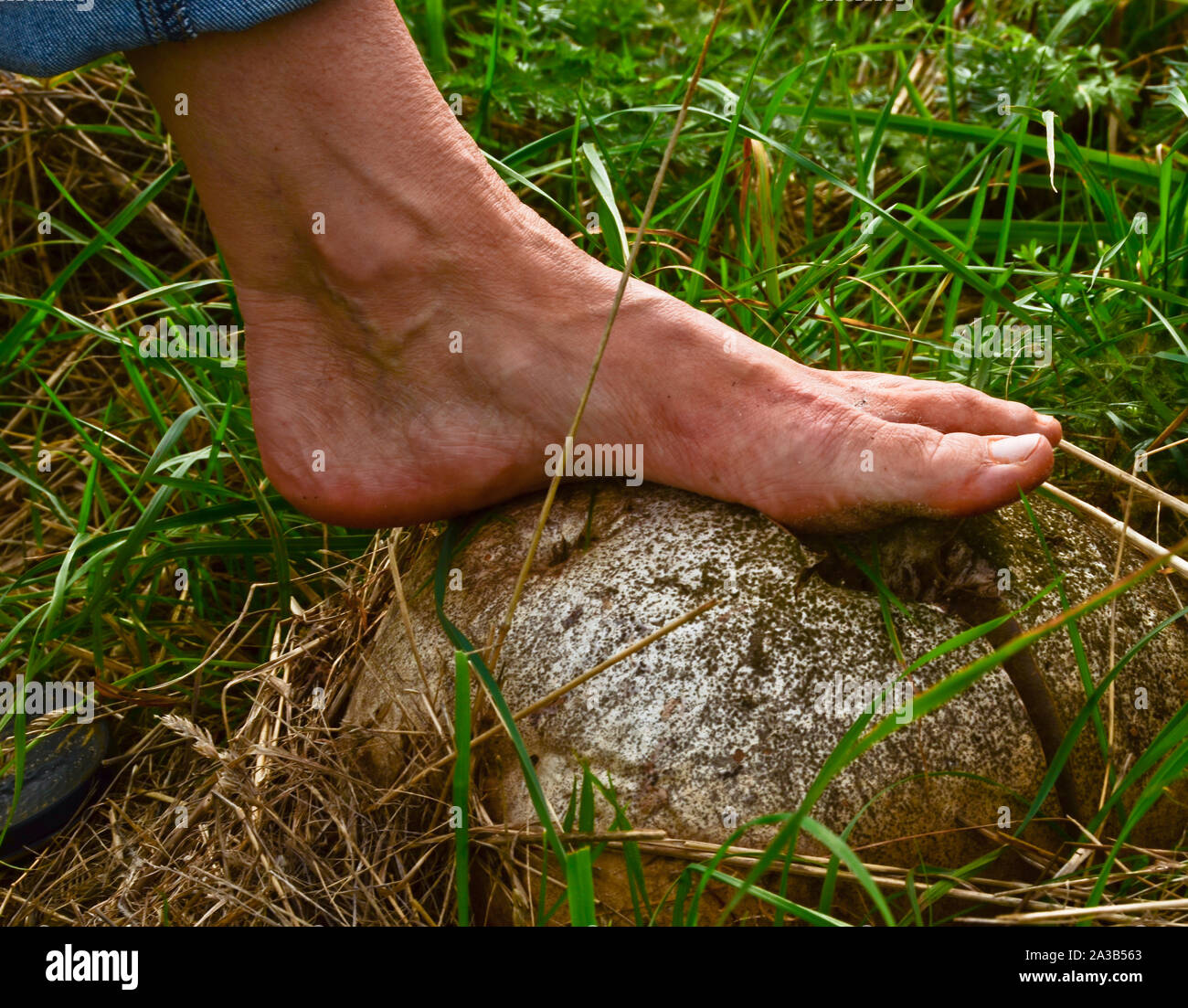 a single foot steps barefoot on a giant puffball, mushroom, a cloud of ...