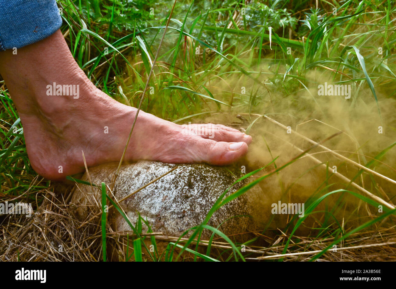 a single foot steps barefoot on a giant puffball, mushroom, a cloud of ...