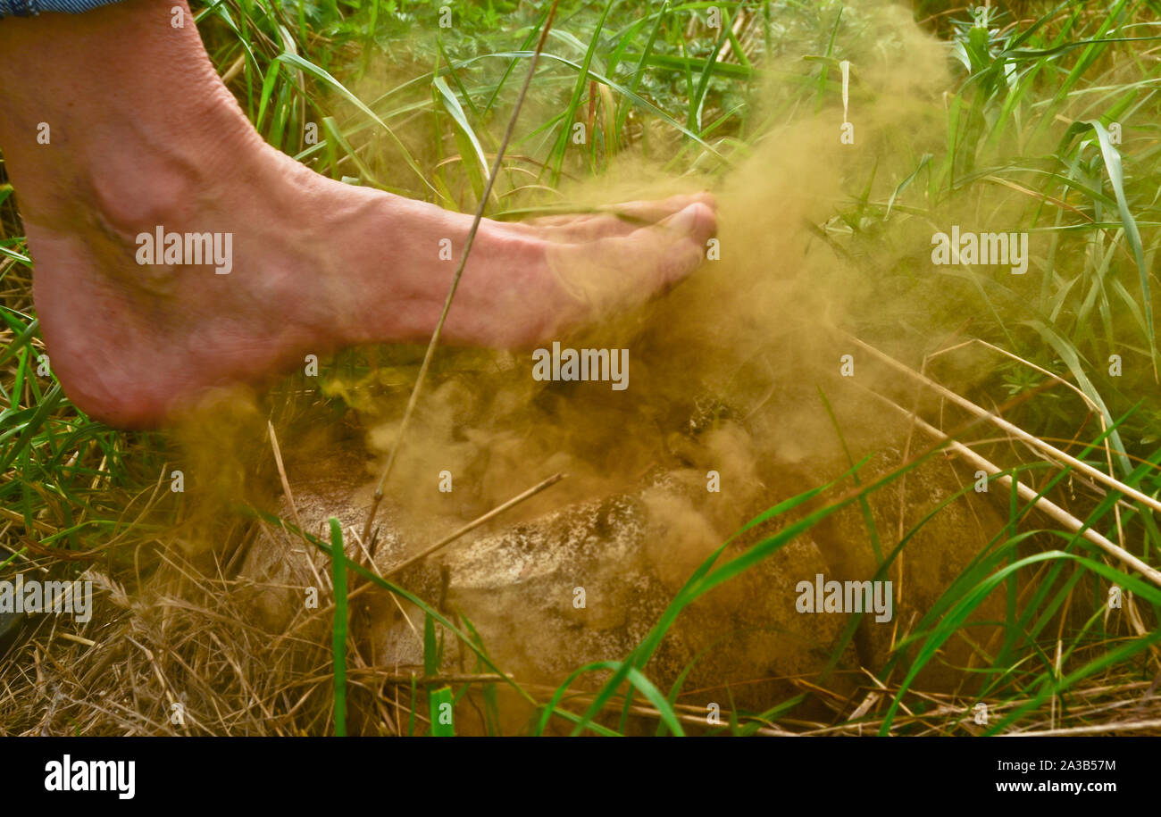a single foot steps barefoot on a giant puffball, mushroom, a cloud of ...