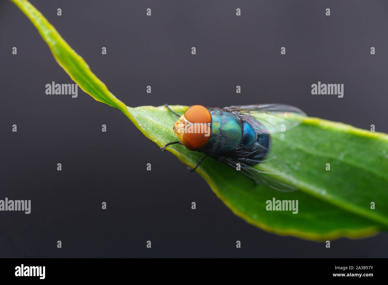 Insectphotography hi-res stock photography and images - Alamy