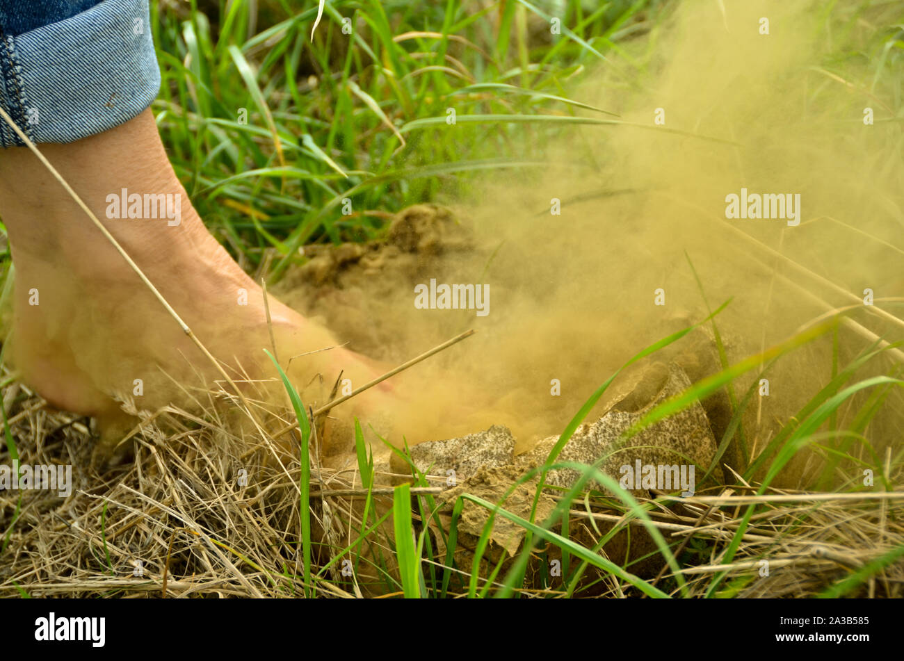 a single foot steps barefoot on a giant puffball, mushroom, a cloud of ...