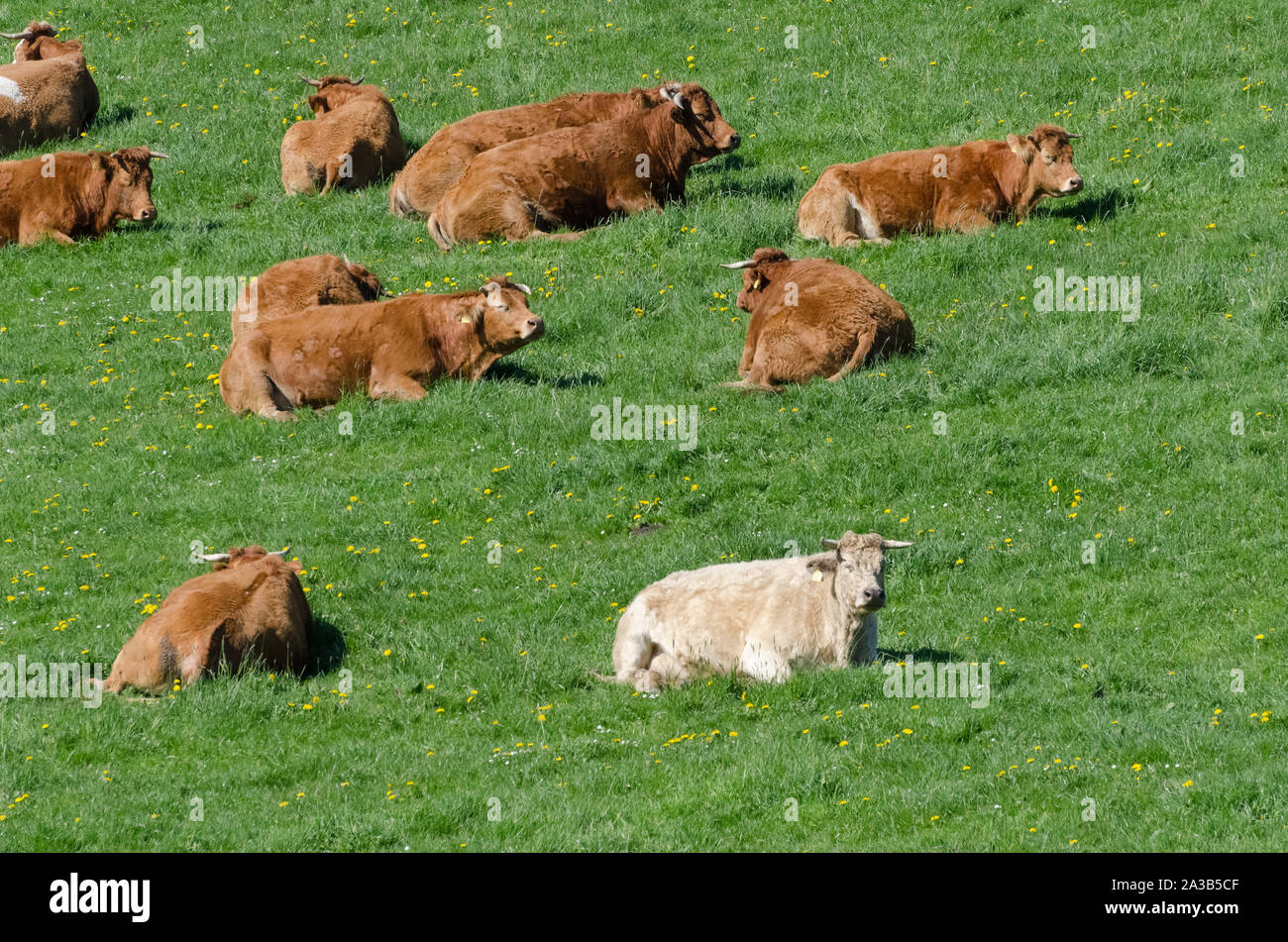 Taurus cattle hi-res stock photography and images - Alamy