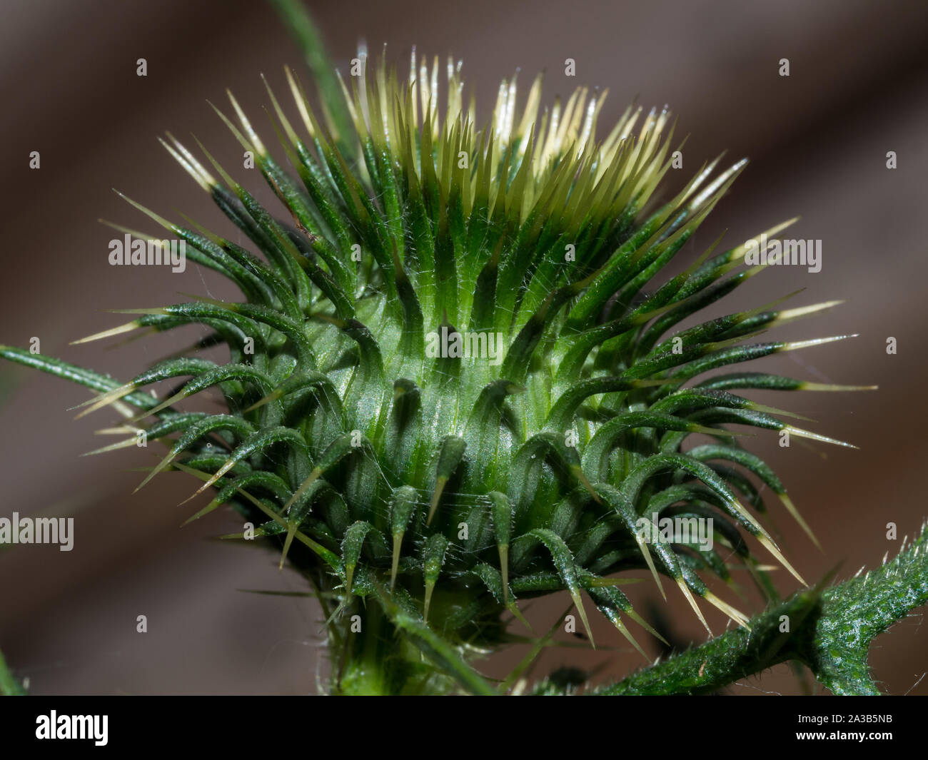 Cotton thistle bud Stock Photo - Alamy