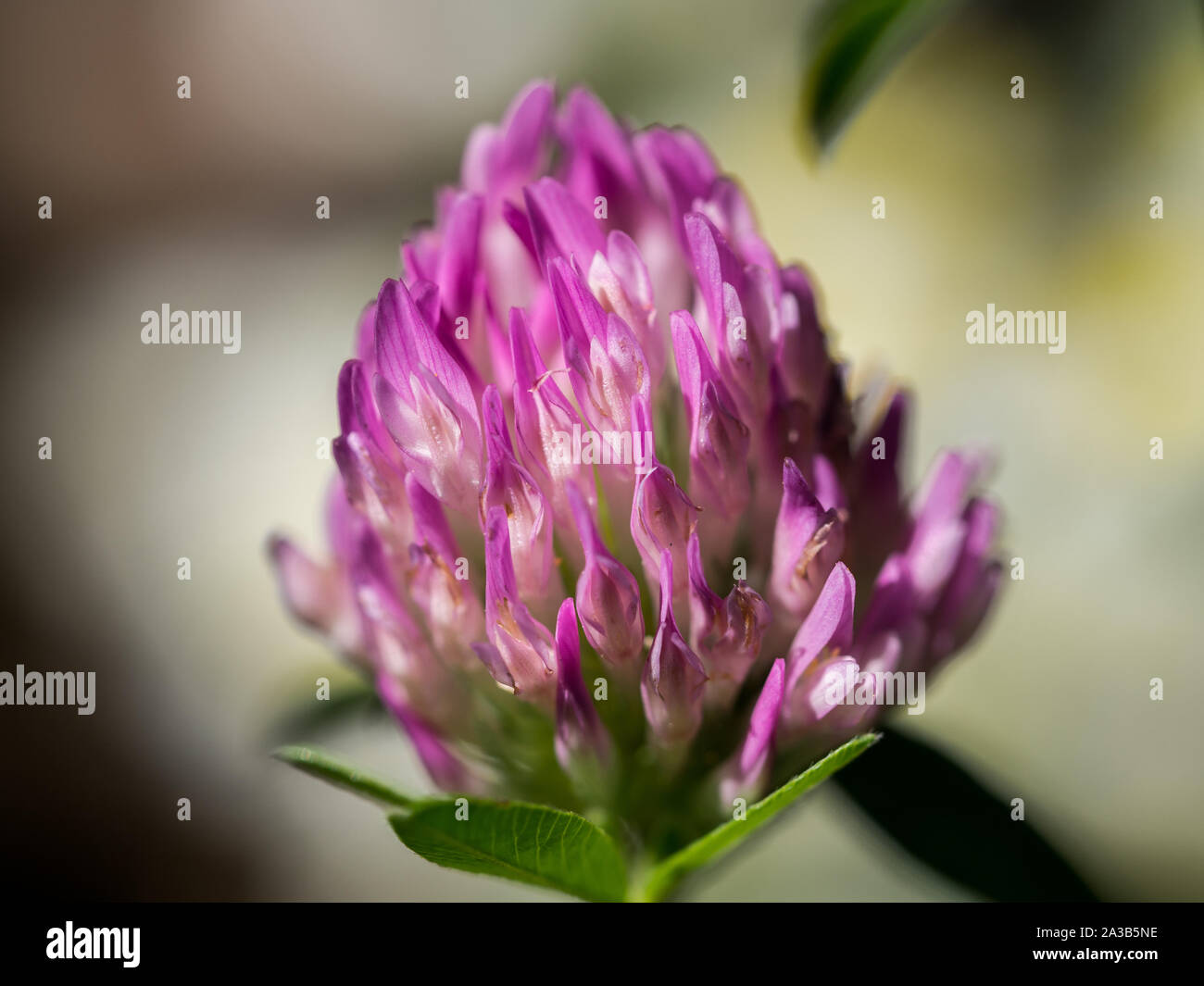 Pink glover plant Stock Photo - Alamy