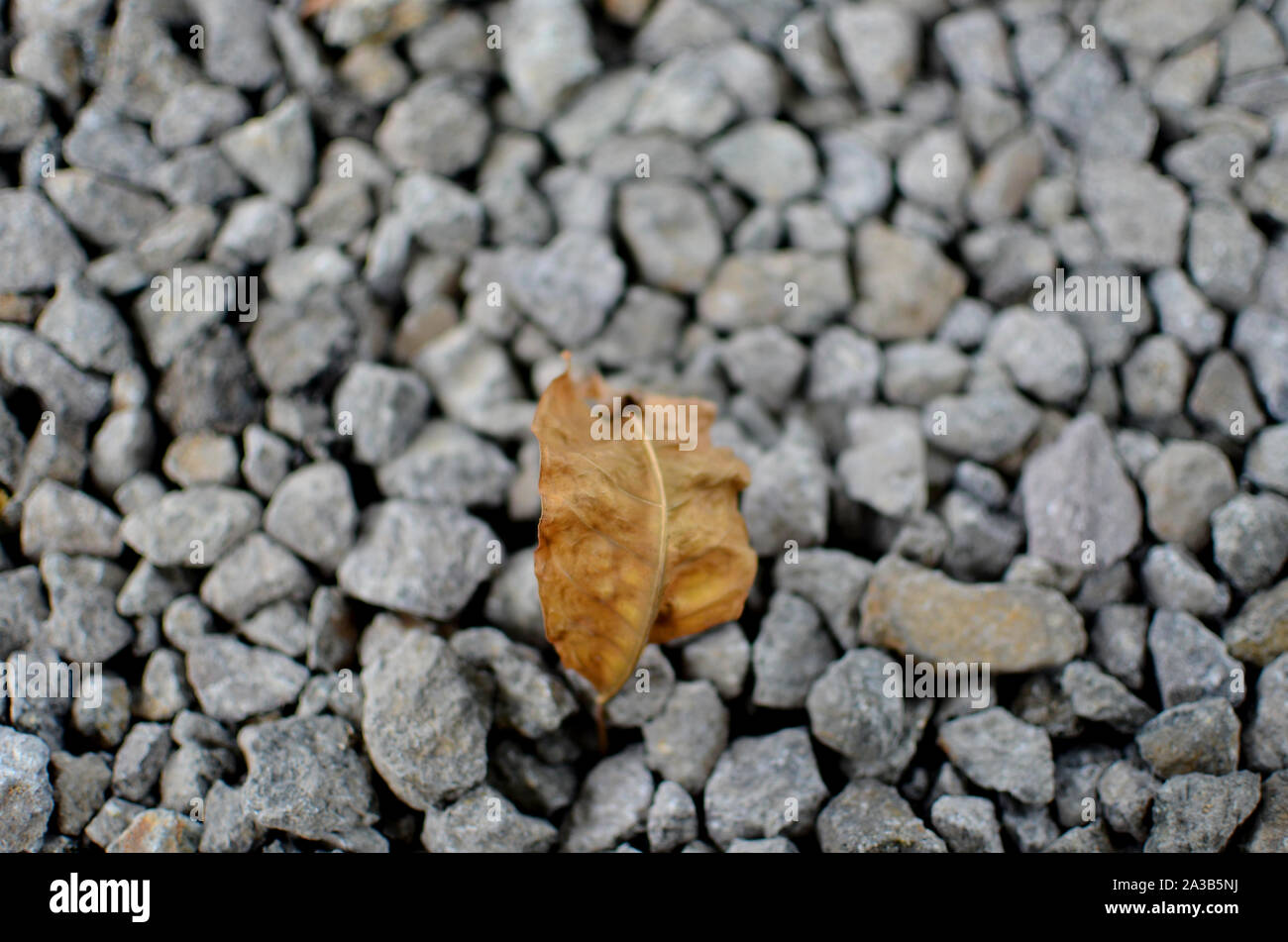 dry leaf on the pebble Stock Photo - Alamy