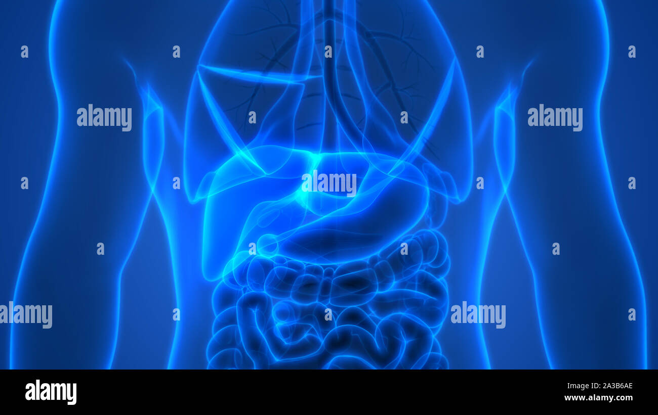Human Digestive System Liver Anatomy Stock Photo - Alamy