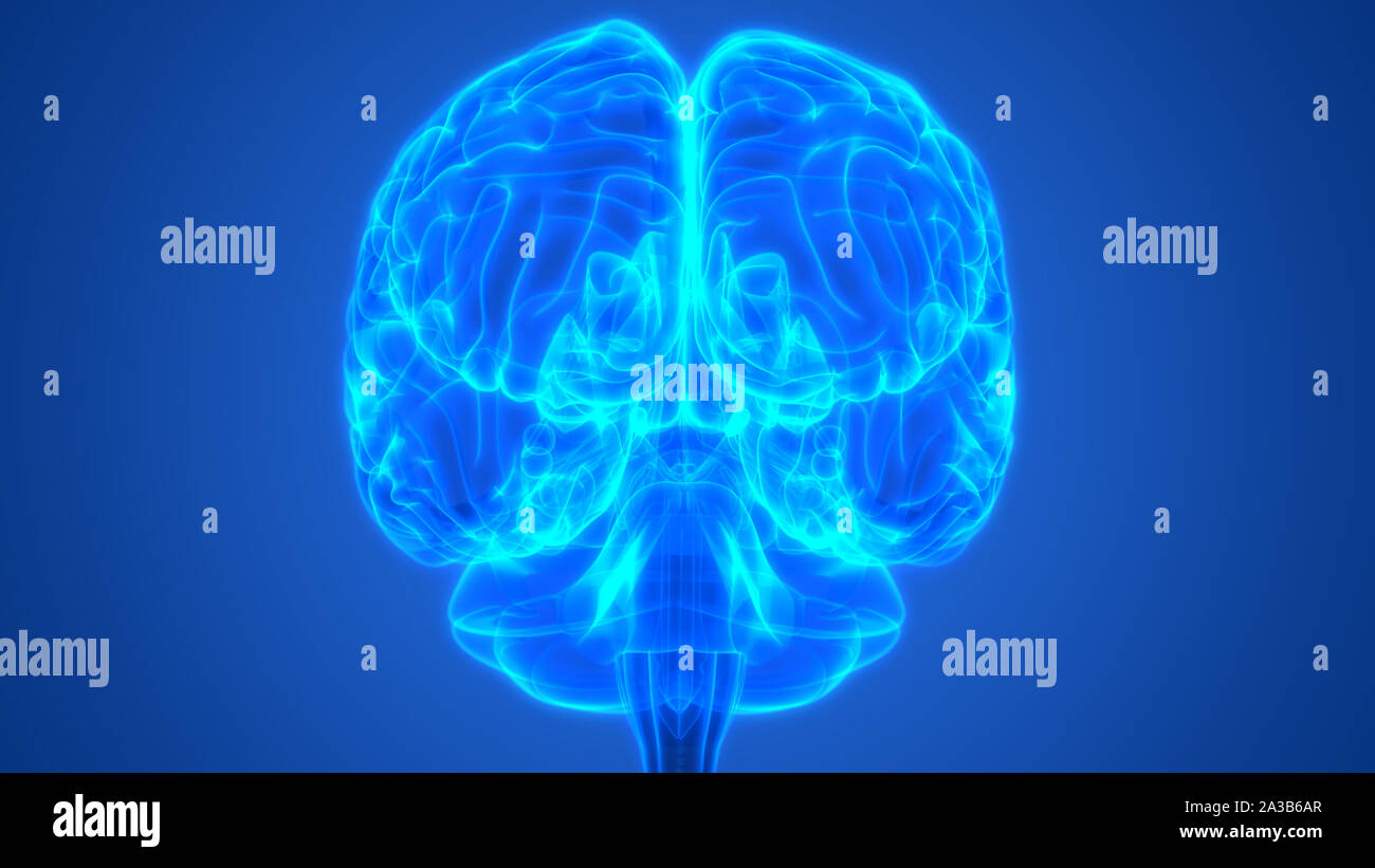 Central Organ of Human Nervous System Brain Anatomy Stock Photo - Alamy