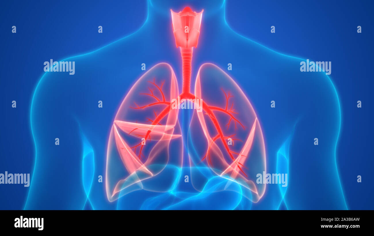Human Respiratory System Lungs Anatomy Stock Photo - Alamy