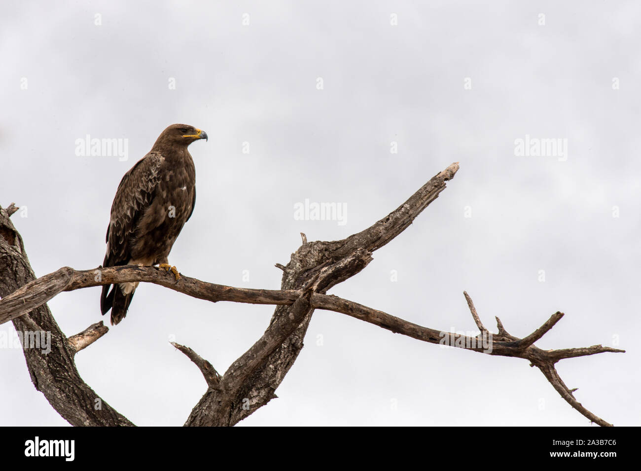African prey animals High Resolution Stock Photography and Images - Alamy