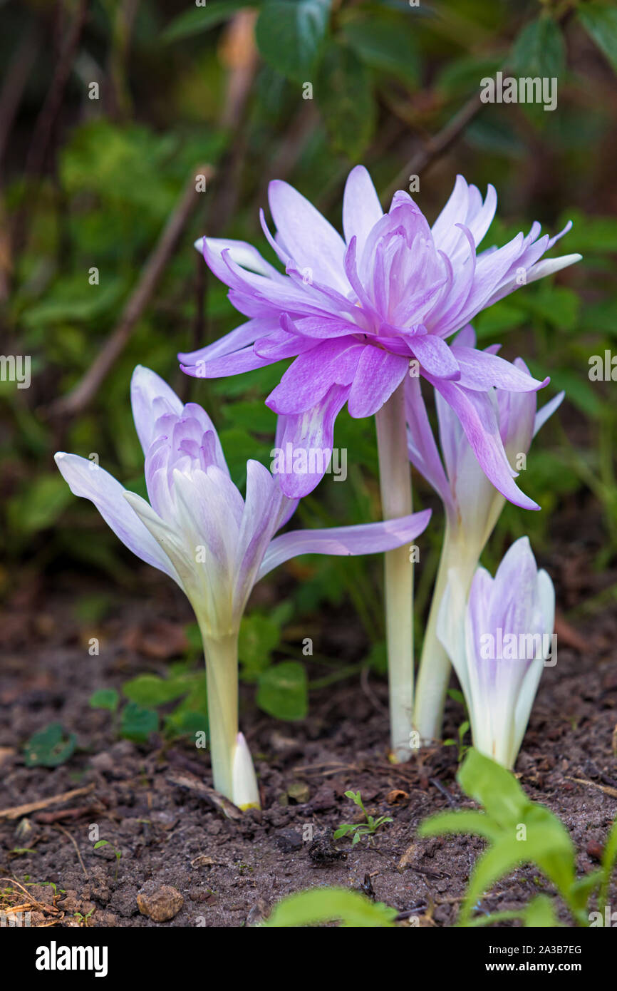 Colchicum autumnale autumn crocus hi-res stock photography and images ...