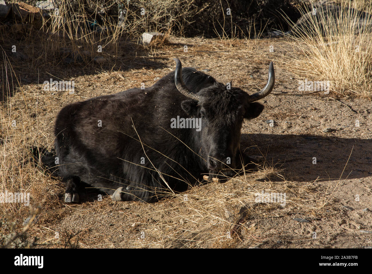 Dead himalayan yak hi-res stock photography and images - Alamy