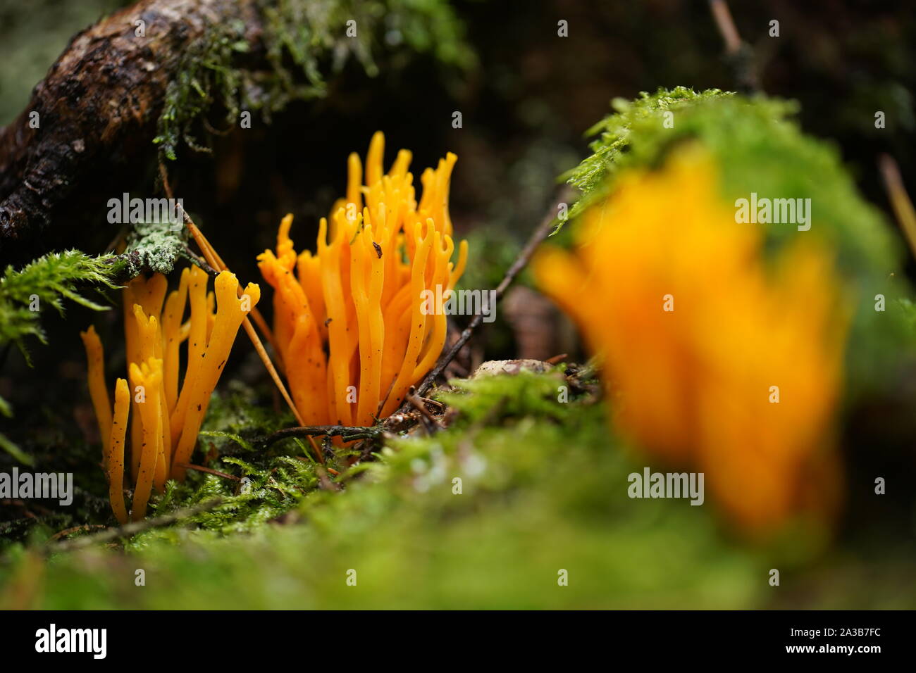 Goats beard mushroom hi-res stock photography and images - Alamy