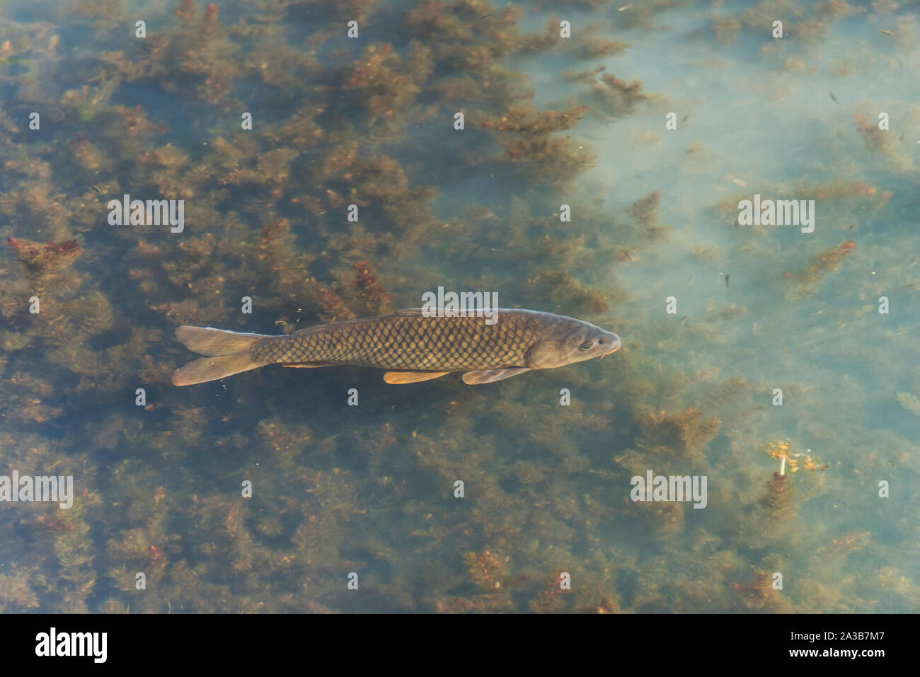 Carp fish swimming in the water Stock Photo - Alamy