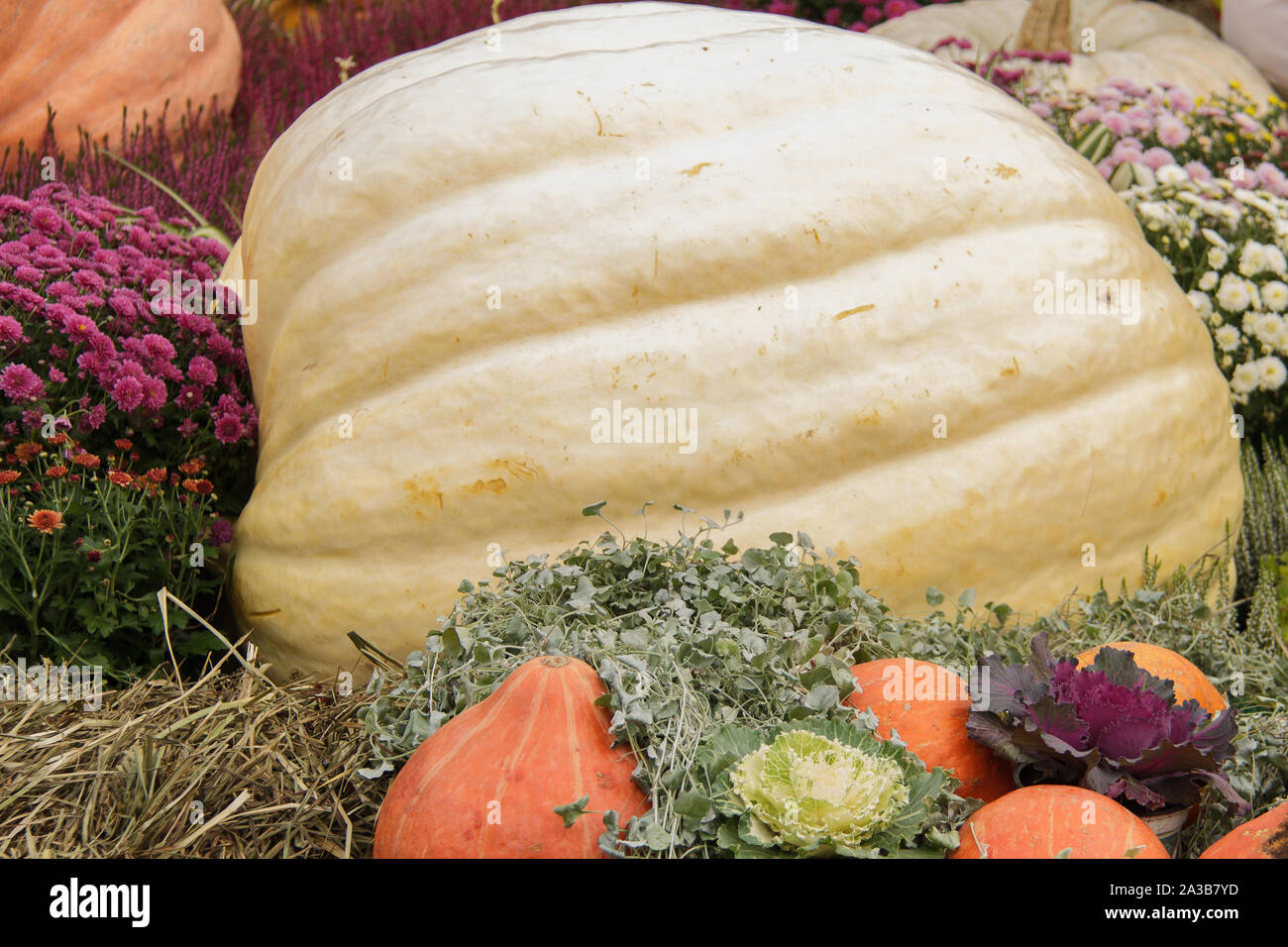 A very large light yellow pumpkin - background for Thanksgiving and ...