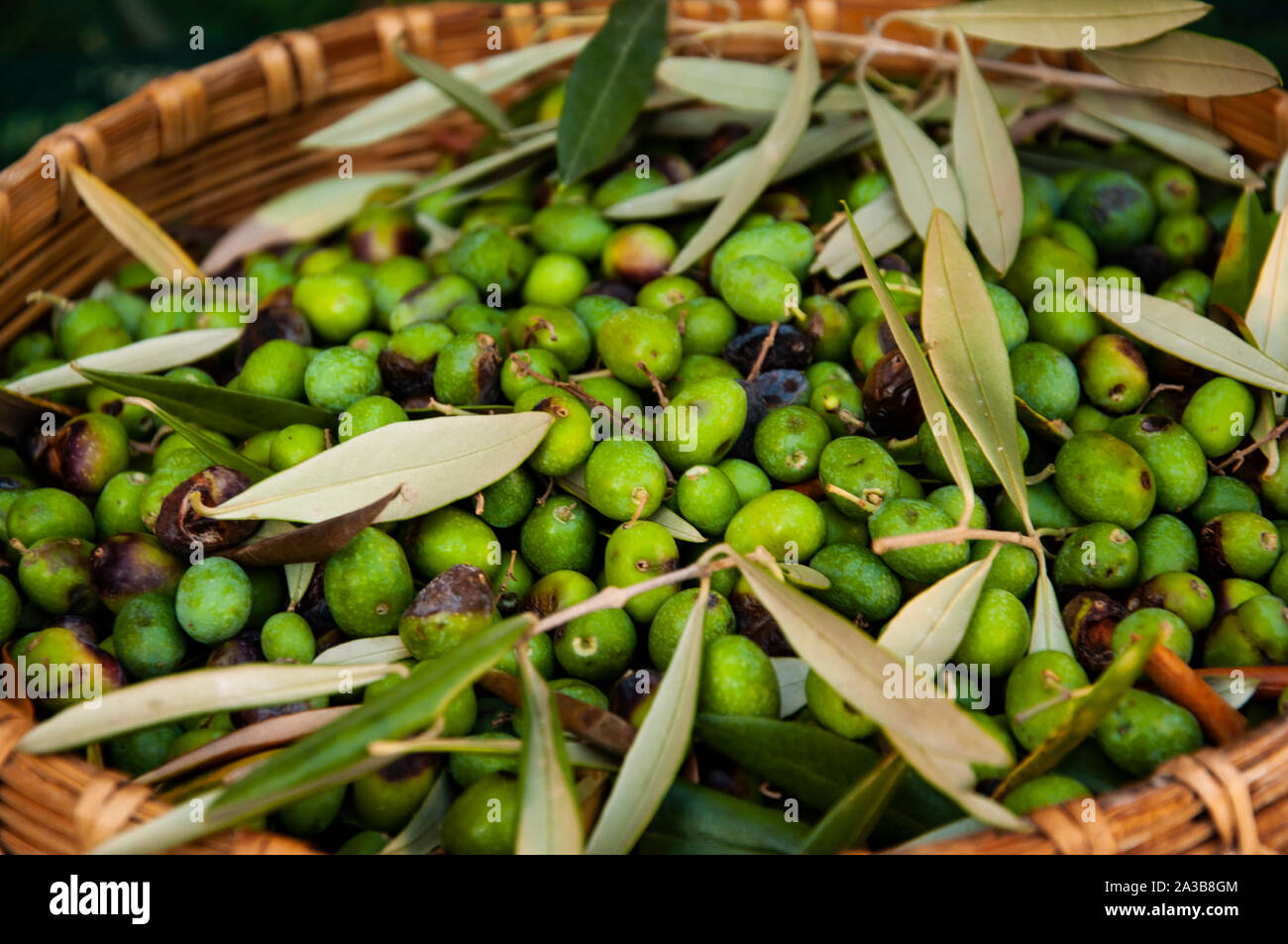 Olive harvesting in tuscany hi-res stock photography and images - Alamy