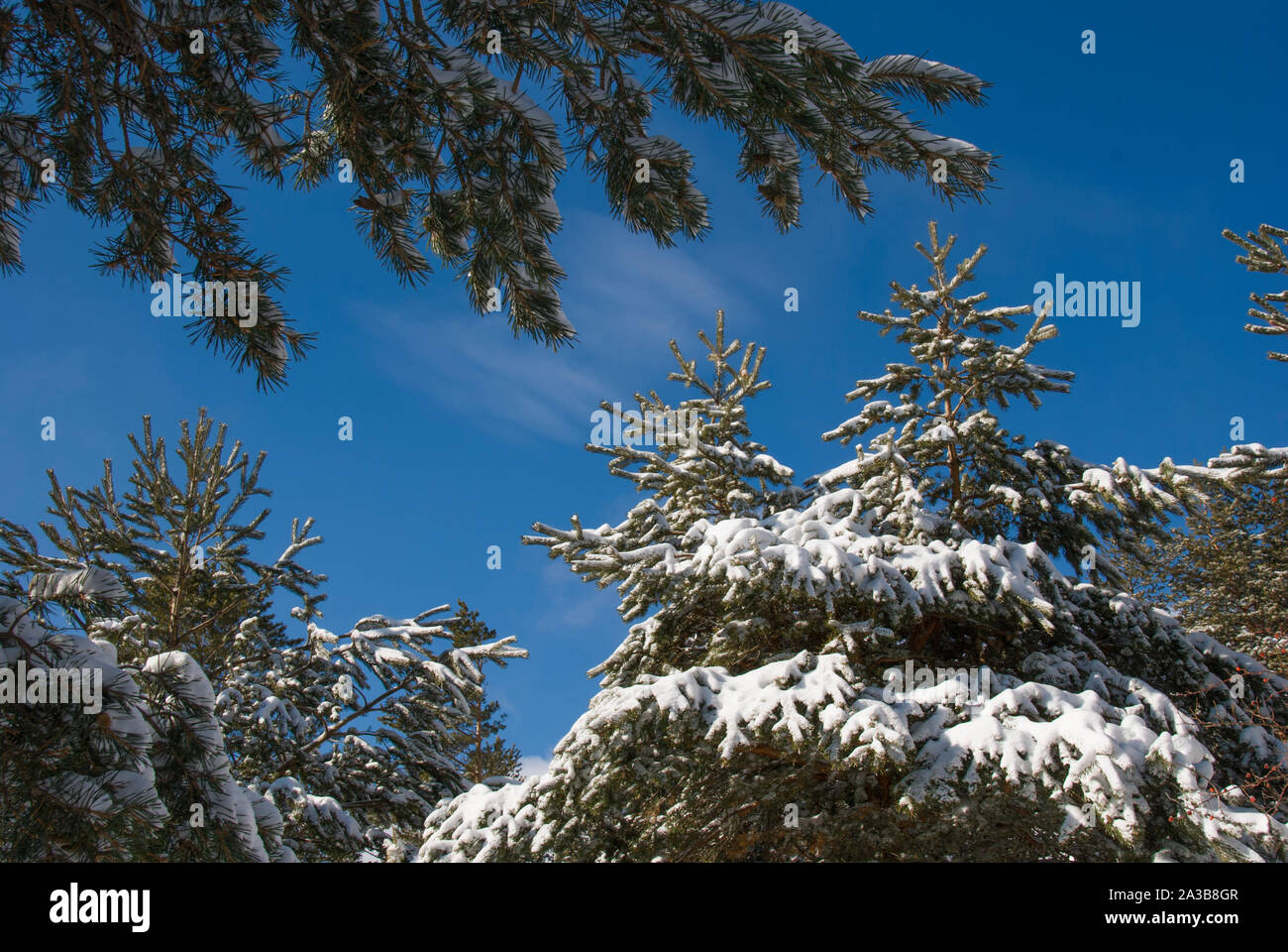 Snowfall in forest of pine trees hi-res stock photography and images ...