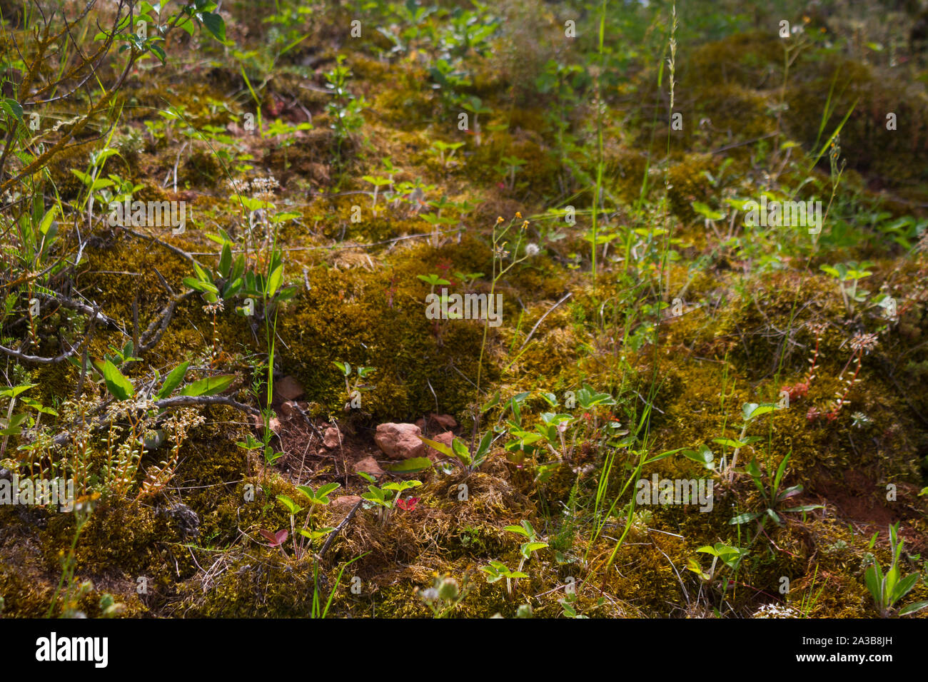 Grass in a forest. magical forest background Stock Photo - Alamy