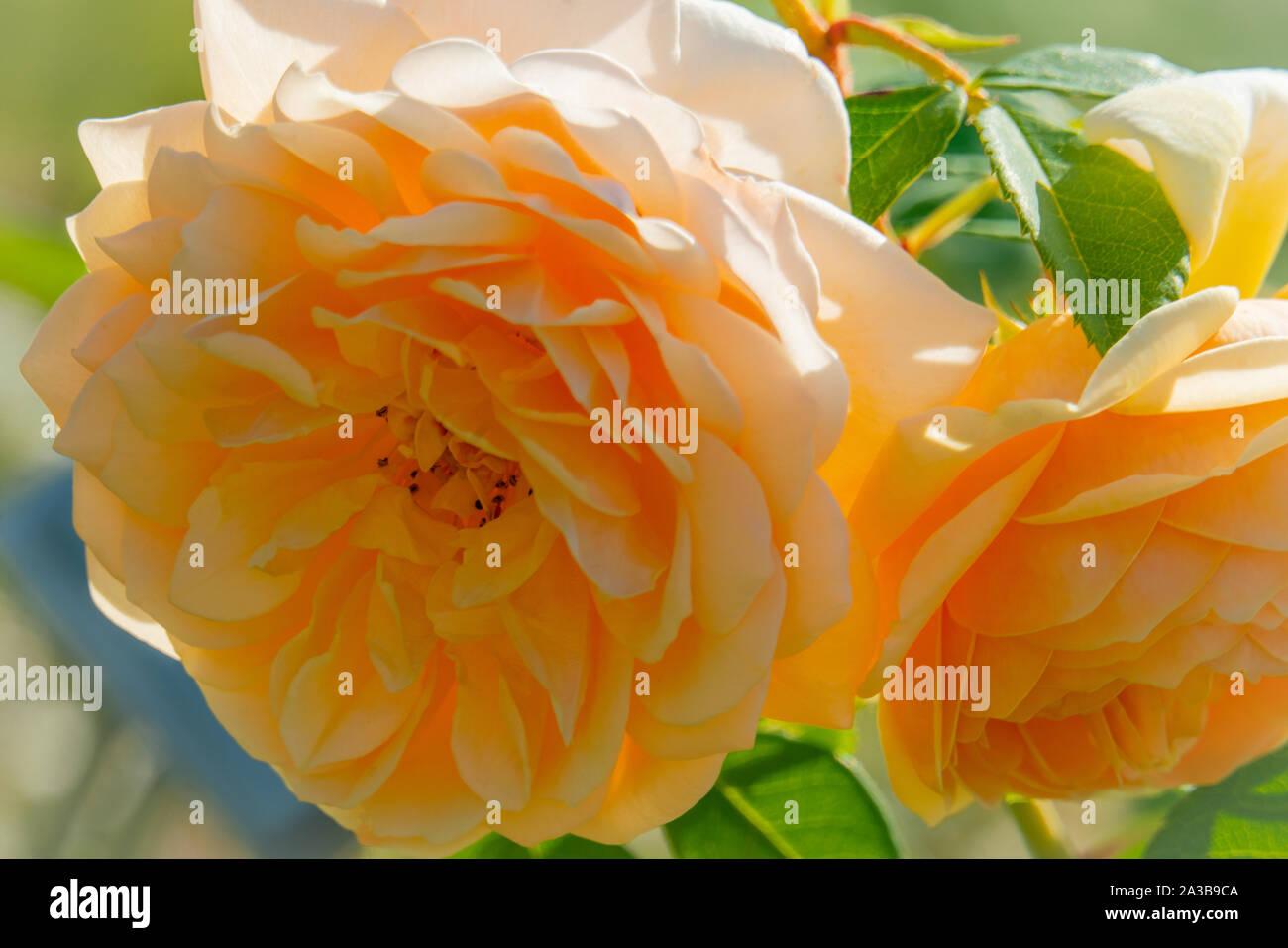 Rose port hi-res stock photography and images - Alamy