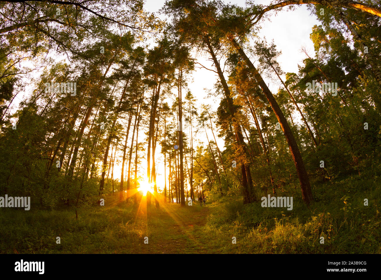 Light throught trees hi-res stock photography and images - Alamy