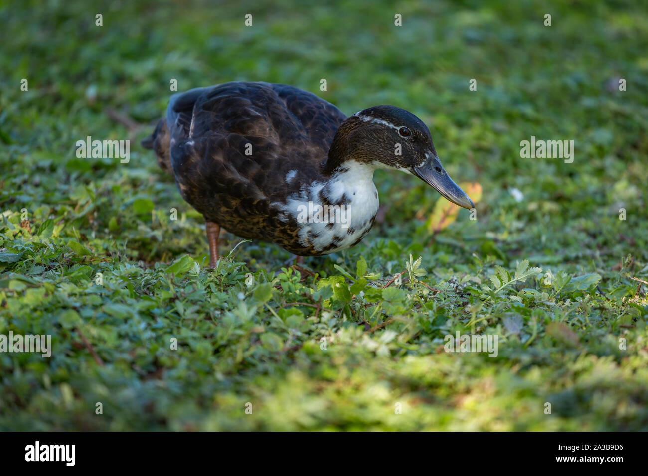 Wildfowl at Slimbridge Stock Photo - Alamy