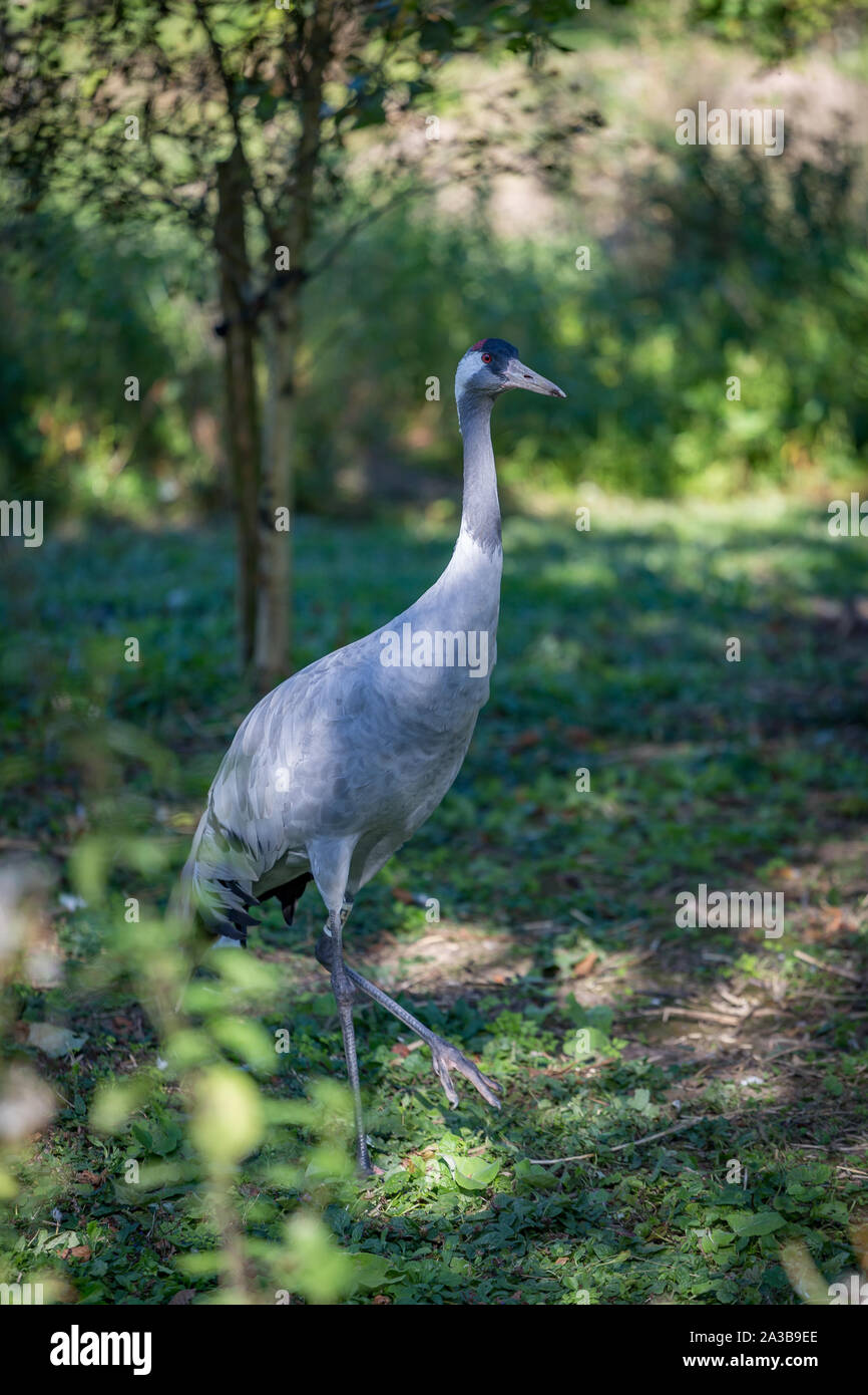 Common Crane at Slimbridge Stock Photo - Alamy