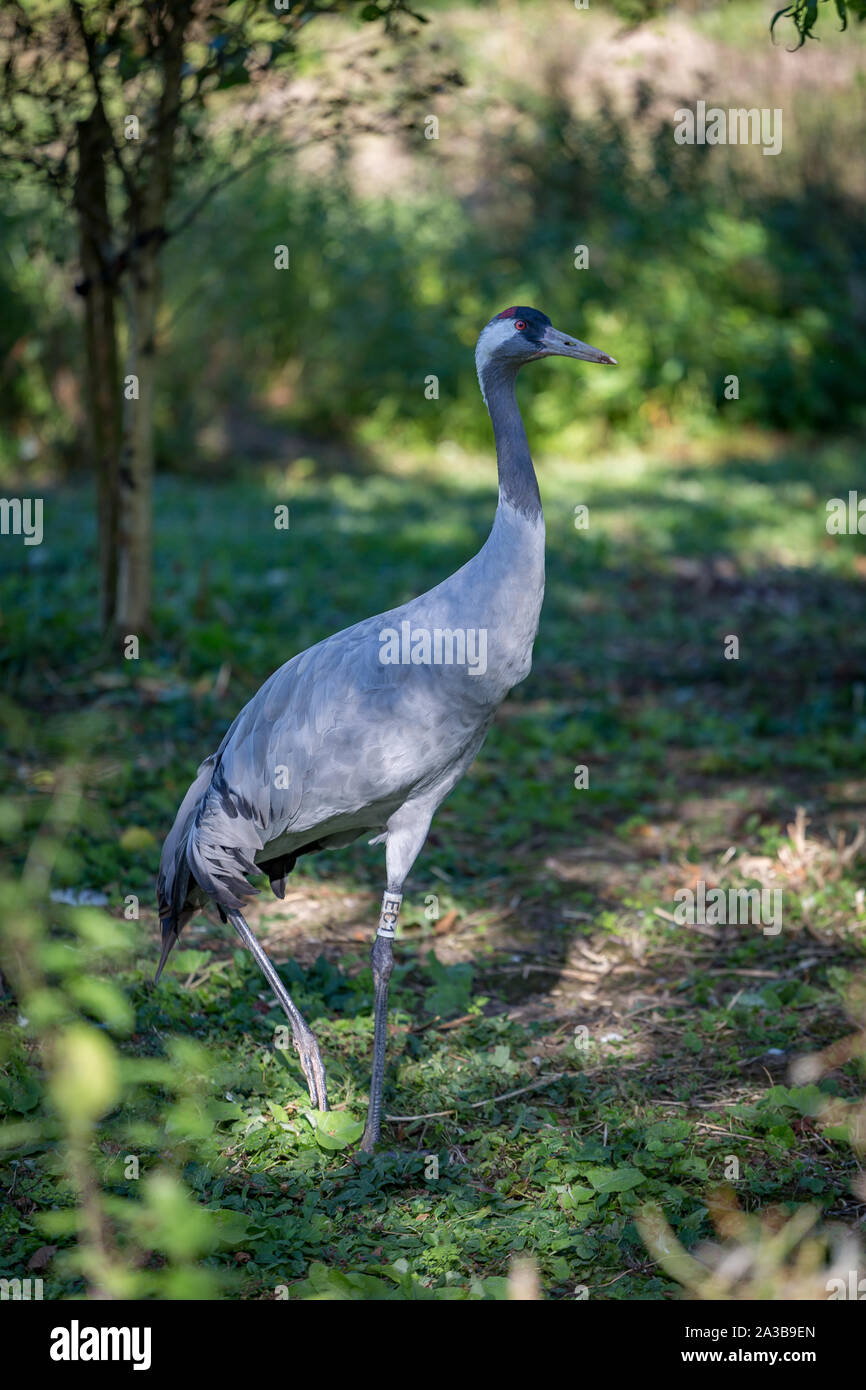 Common Crane at Slimbridge Stock Photo - Alamy