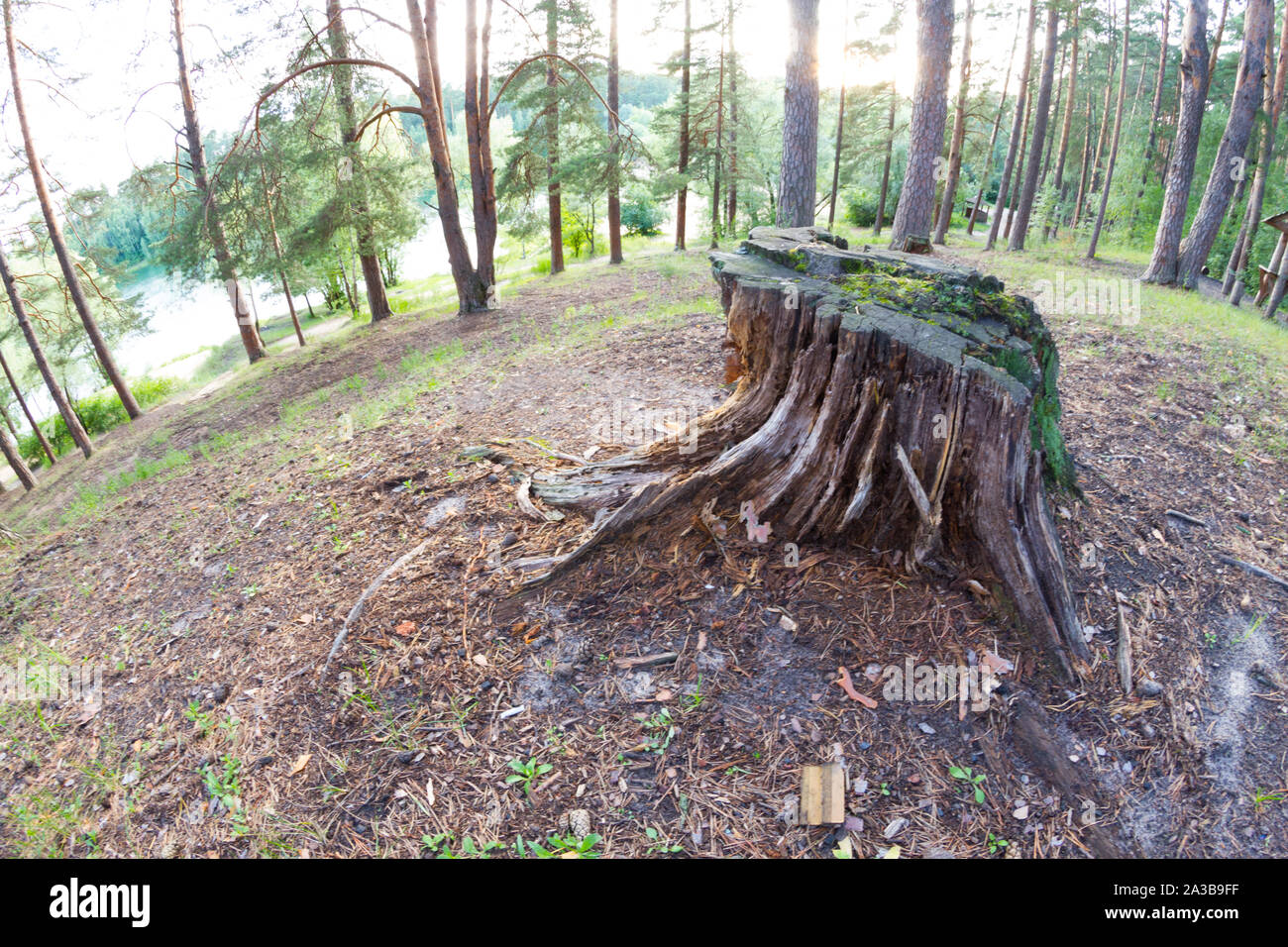 Cut tree in forest. Deforestation concept image Stock Photo - Alamy