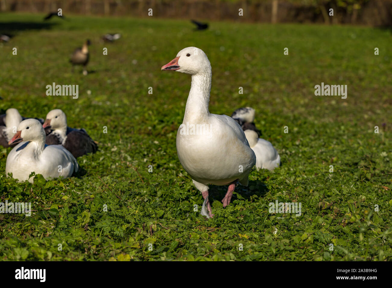 Snow Goose at Slimbridge Stock Photo - Alamy