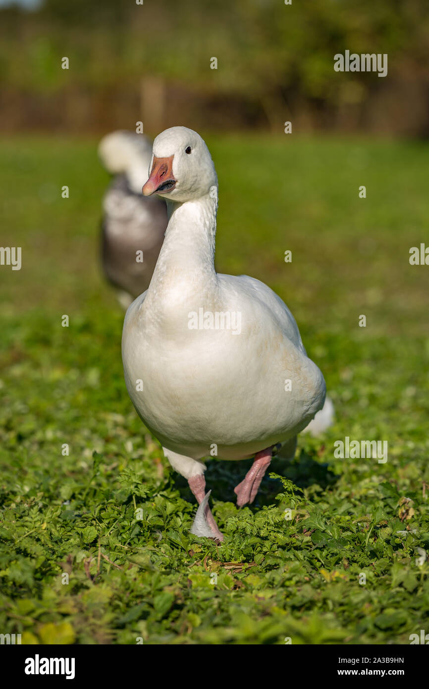 Snow Goose at Slimbridge Stock Photo - Alamy